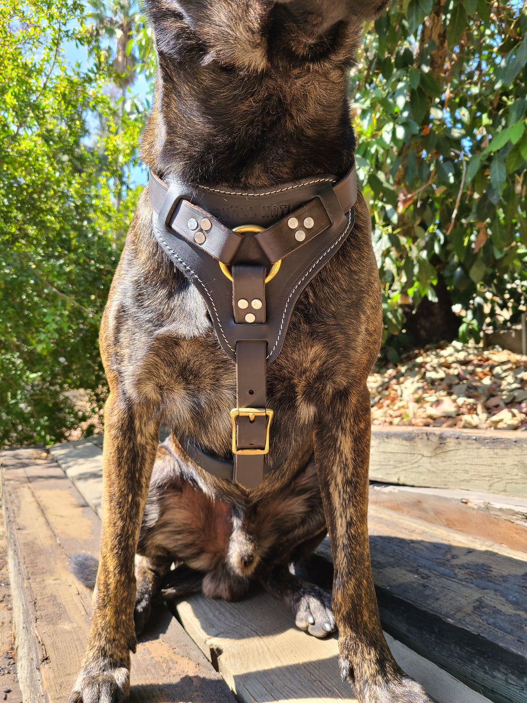 SKÖLLHATI DARK LEATHER AGITATION HARNESS – skollhati